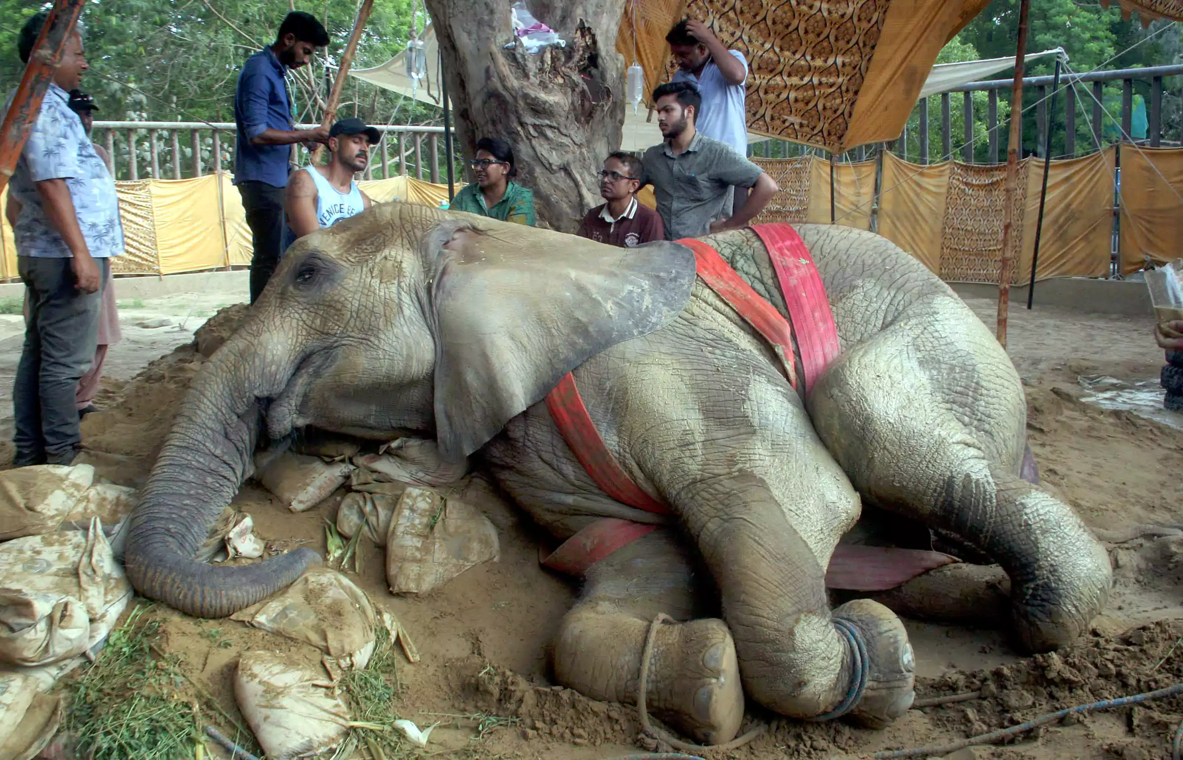 17-year-old ailing elephant Noor Jahan recovering - Pakistan Observer