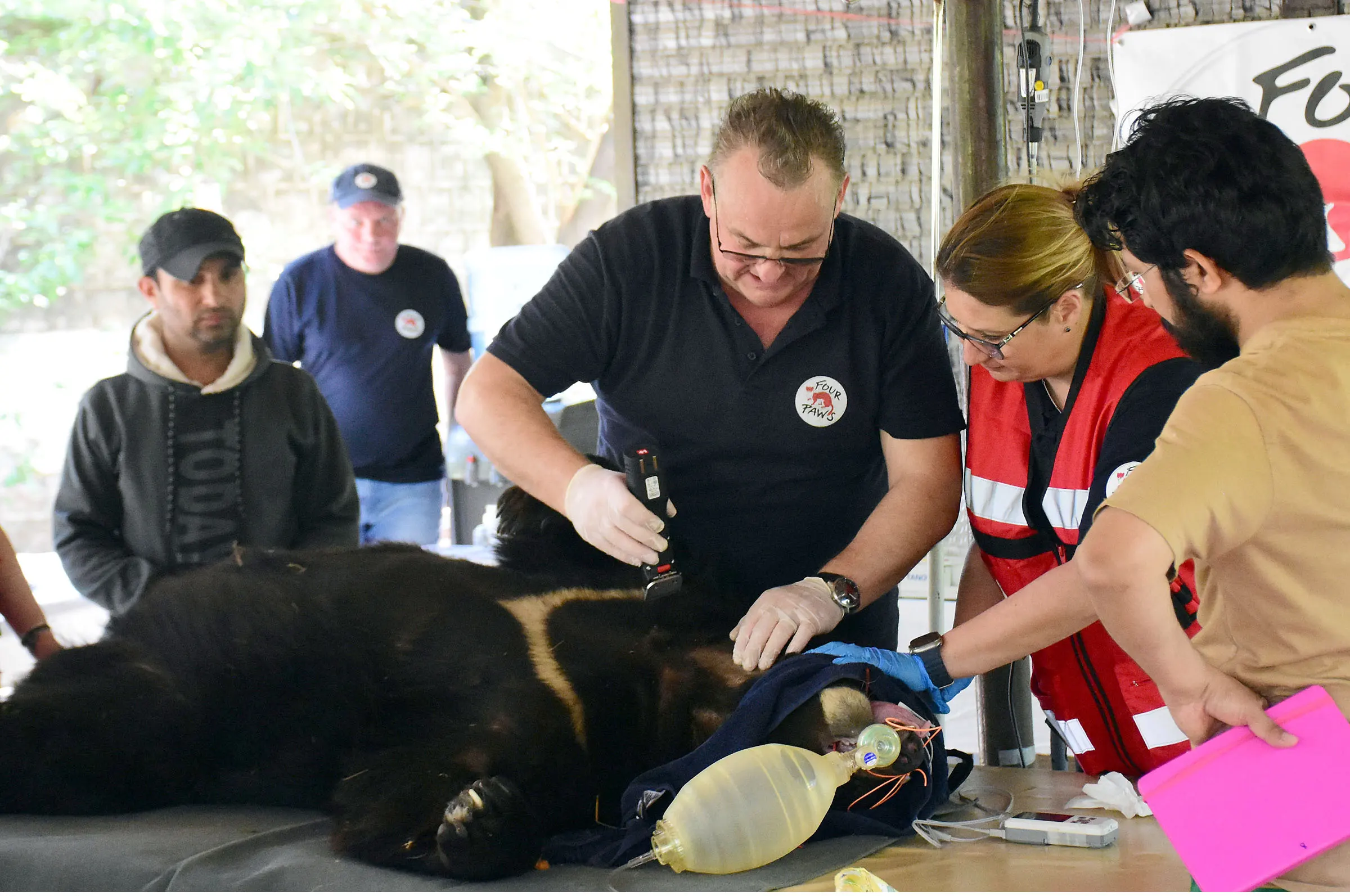 Some relief in sight for eight bears recently rescued from Punjab ...