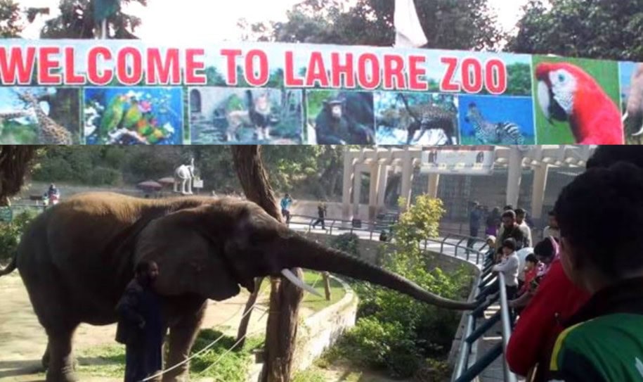 Lahore Zoo welcomes visitors with new Animals; Check special Eid ...