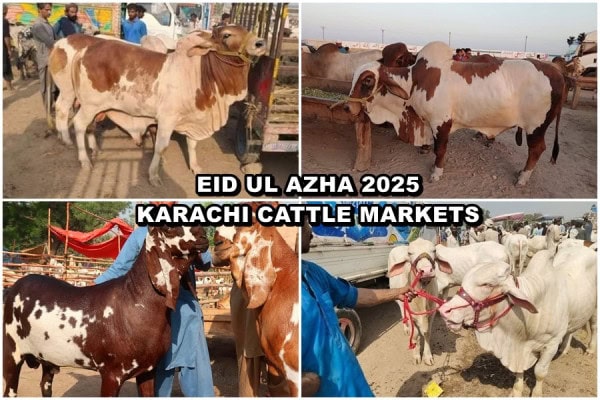Karachi Maweshi Mandi Locations unveiled for Eidul Azha 2025; Full List ...
