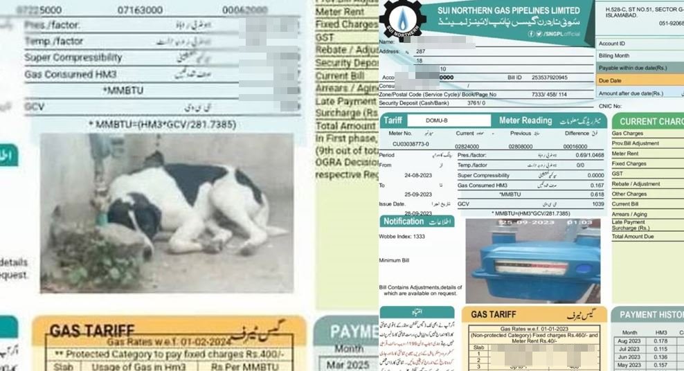 Dog’s picture in place of Meter Reading on Sui Gas Bill Sends Social ...