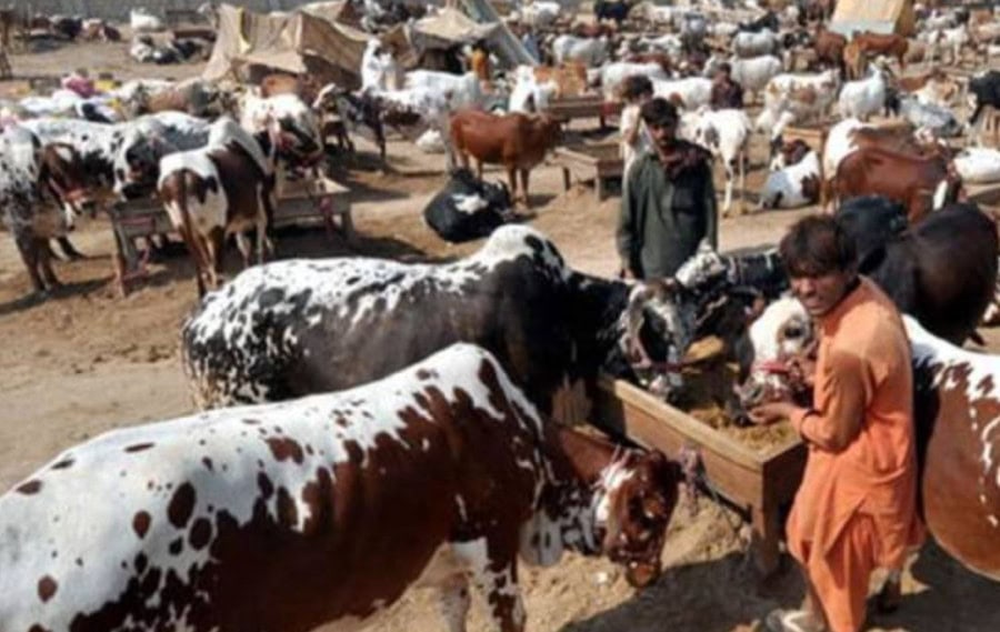Qurbani 2025 Bakra, Cow and Camel Rates in Pakistan – Eid ul Azha ...