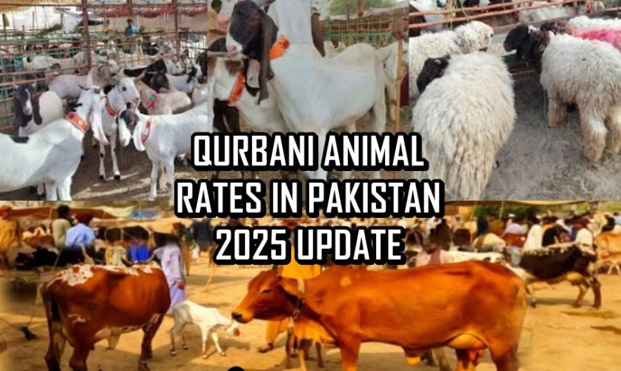 Qurbani 2025 Bakra, Cow and Camel Rates in Pakistan – Eid ul Azha ...