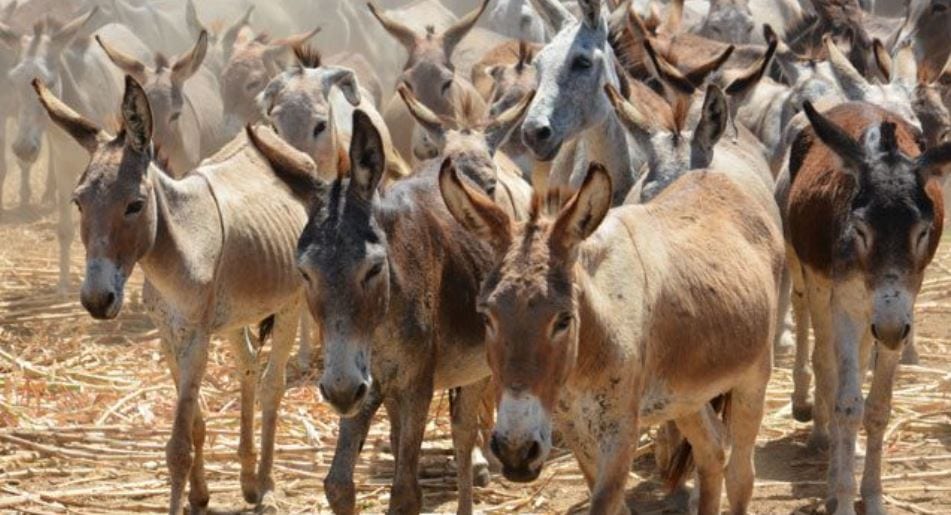 Pakistan’s Donkey population tops 6 Million amid Livestock growth ...
