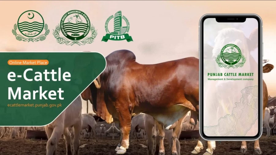 Punjab launches e-Cattle Market App, Web Portal - Pakistan Observer