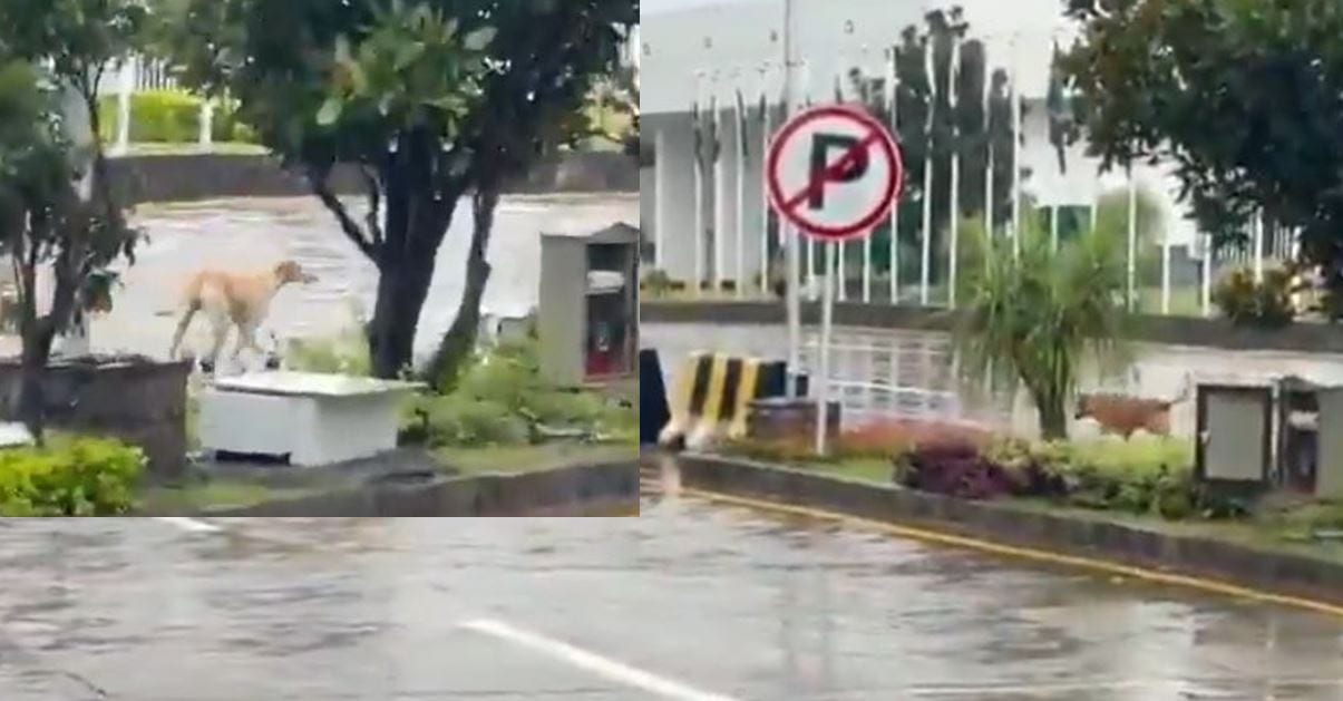 Stray dogs wander into Pakistan's Parliament; video goes viral ...